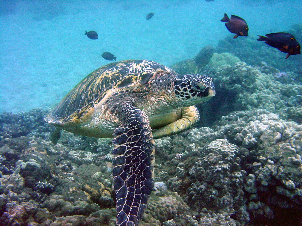 Kayak & Snorkel Tour at Turtle Town, Makena | South Pacific kayaks Maui