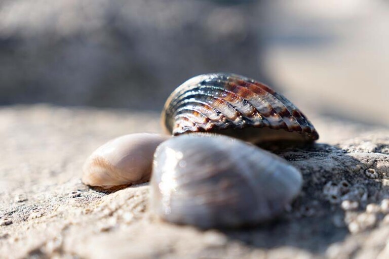 Hawaii Marine Life Guide: 15 Incredible Sea Creatures to See While ...